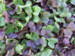 Micro Greens